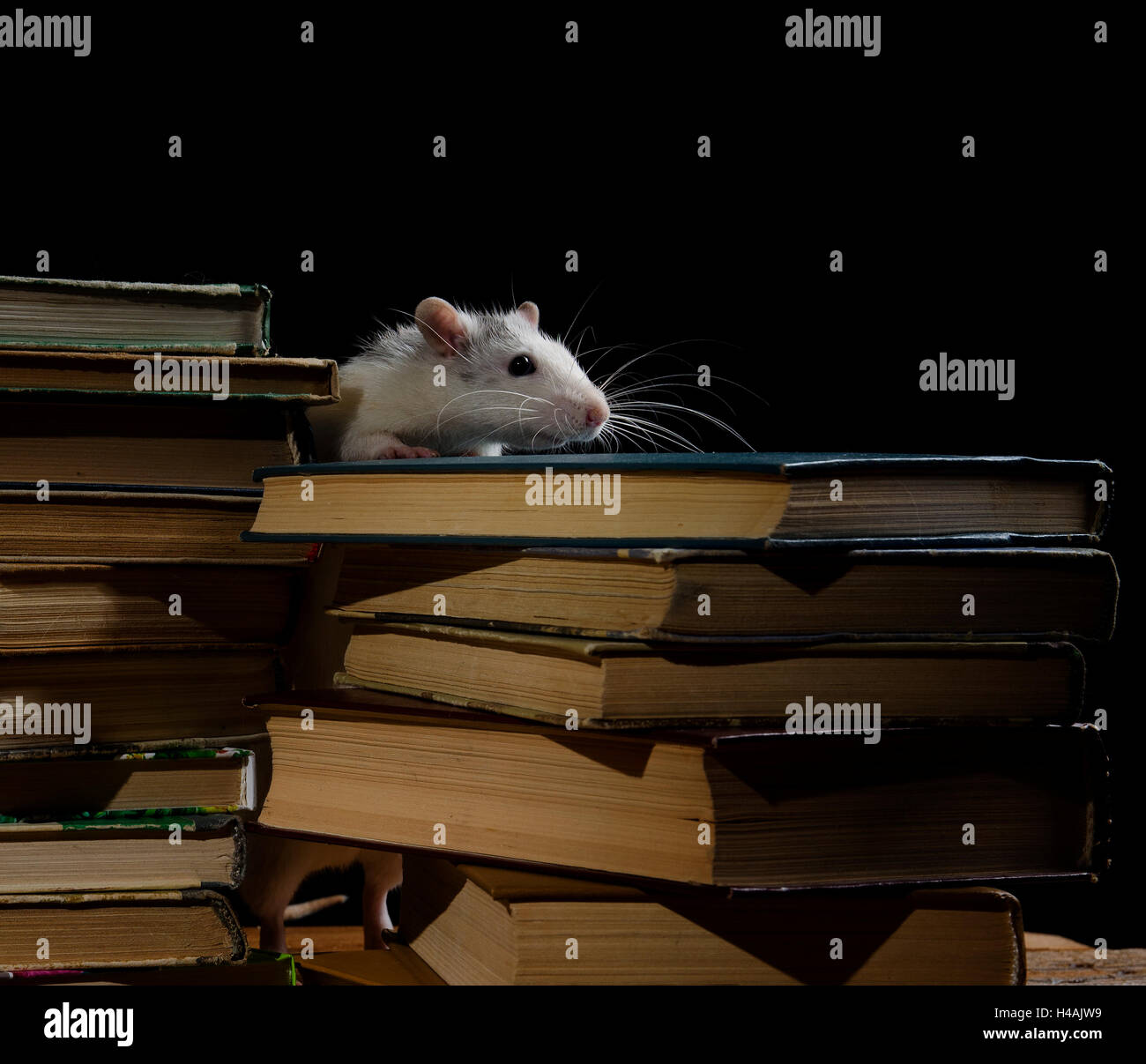 Decorative rat with old books in the library Stock Photo - Alamy