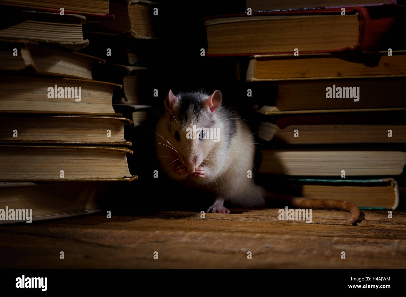 Decorative rat with old books in the library Stock Photo - Alamy