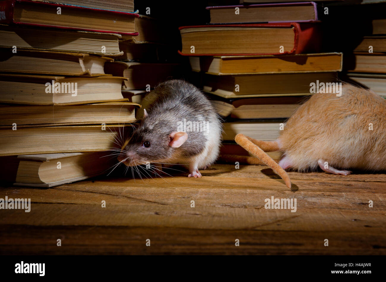 Decorative rat with old books in the library Stock Photo - Alamy