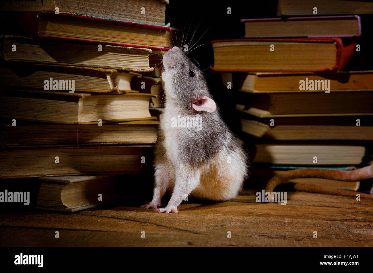 Library mouse