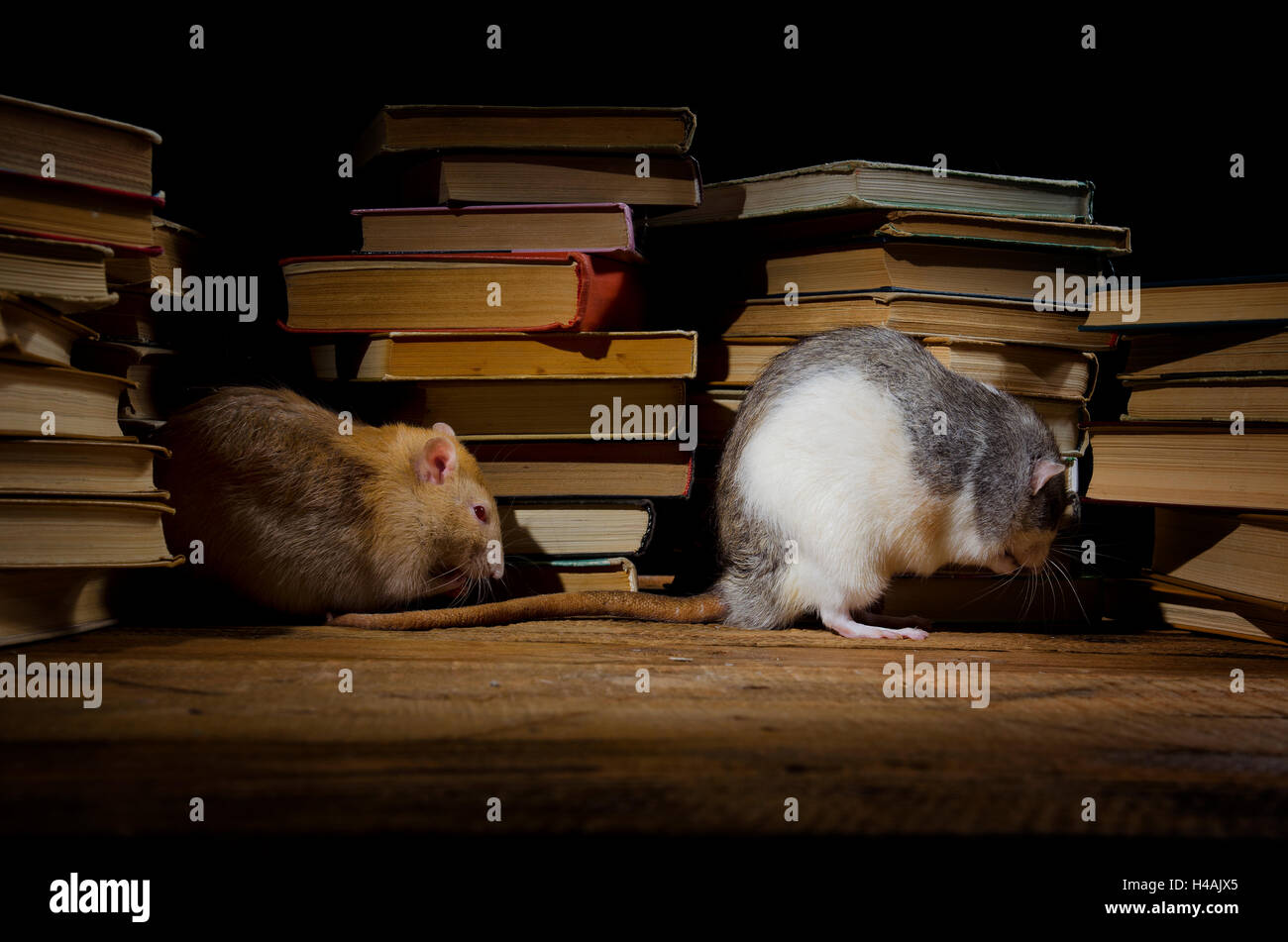 Decorative rat with old books in the library Stock Photo - Alamy