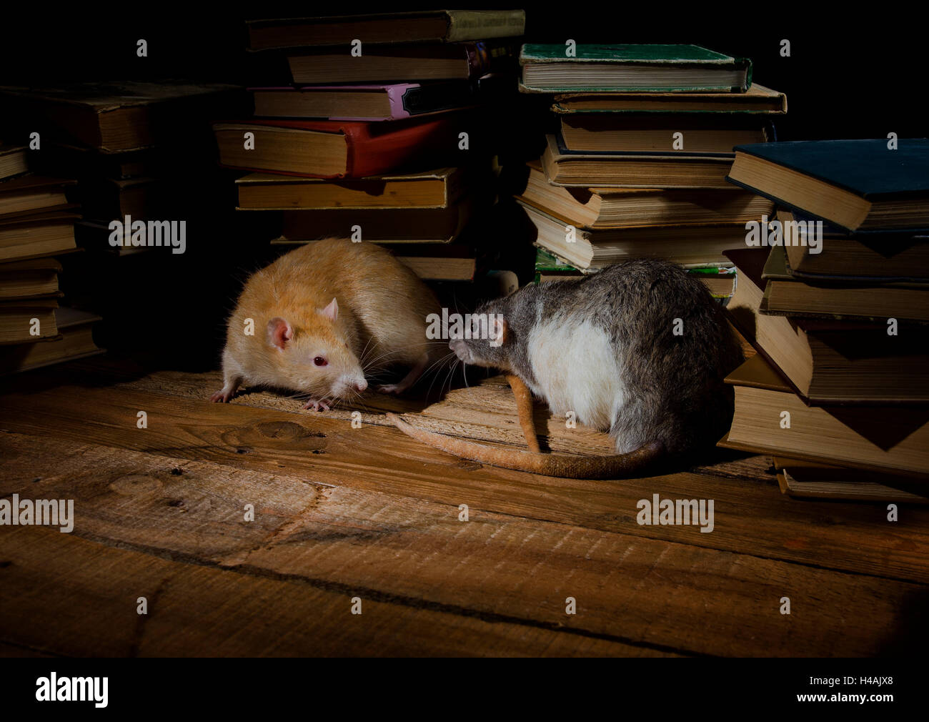 Decorative rat with old books in the library Stock Photo - Alamy