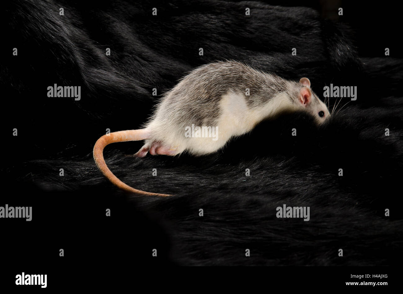 Rat on fur coat made from black wolf Stock Photo - Alamy