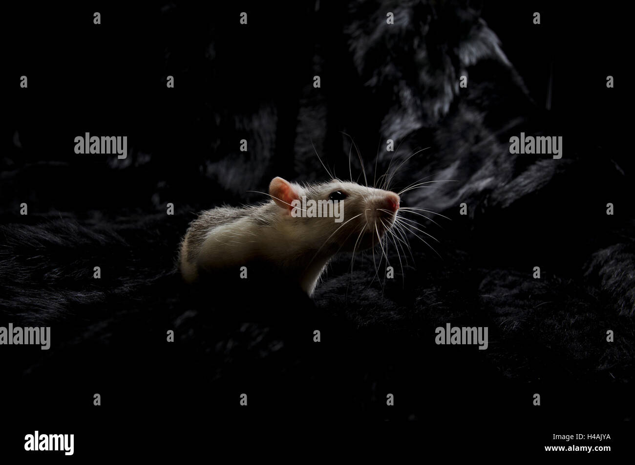 Rat on fur coat made from black wolf Stock Photo - Alamy