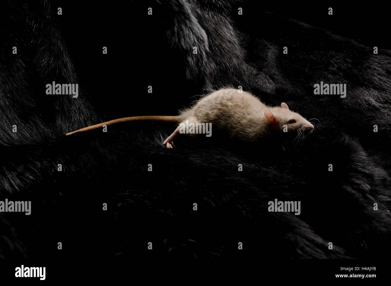 Rat on fur coat made from black wolf Stock Photo - Alamy