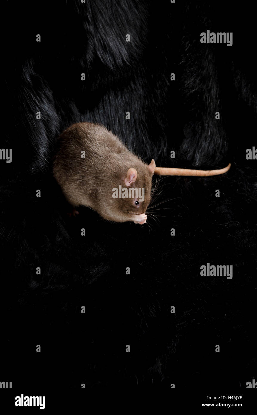 Rat on fur coat made from black wolf Stock Photo - Alamy