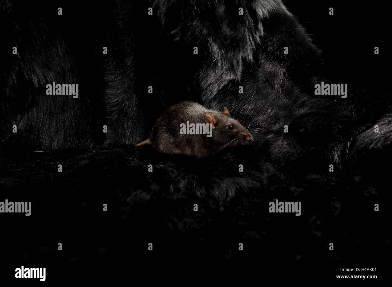 Black rat hi-res stock photography and images - Alamy