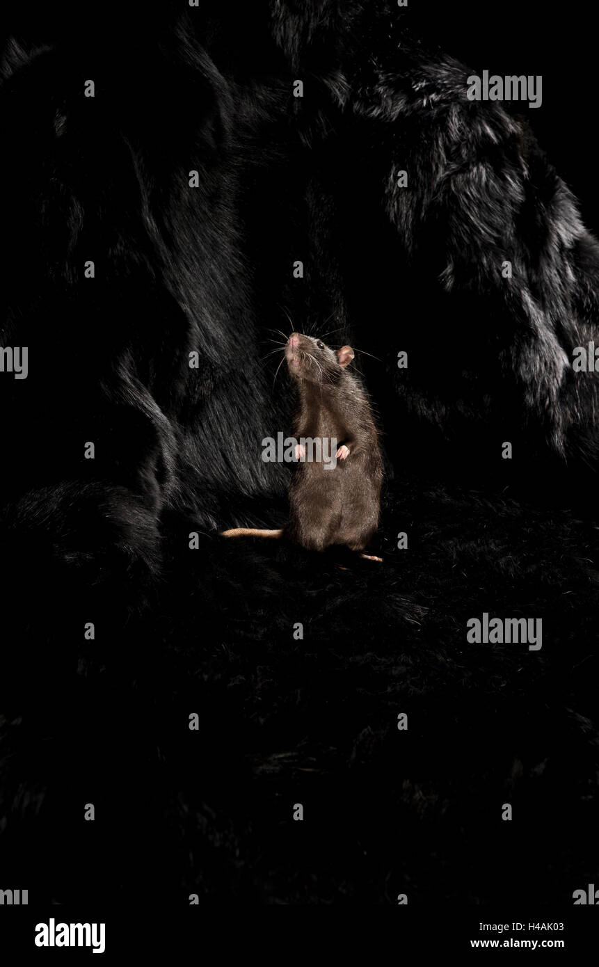 Black rat on fur coat made from black wolf Stock Photo - Alamy