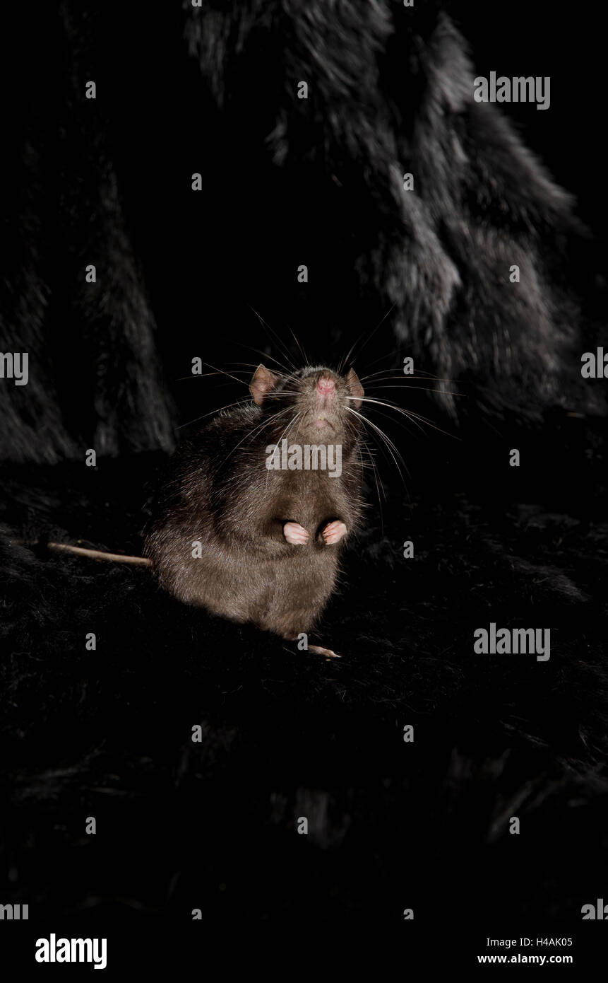 Black rat hi-res stock photography and images - Alamy
