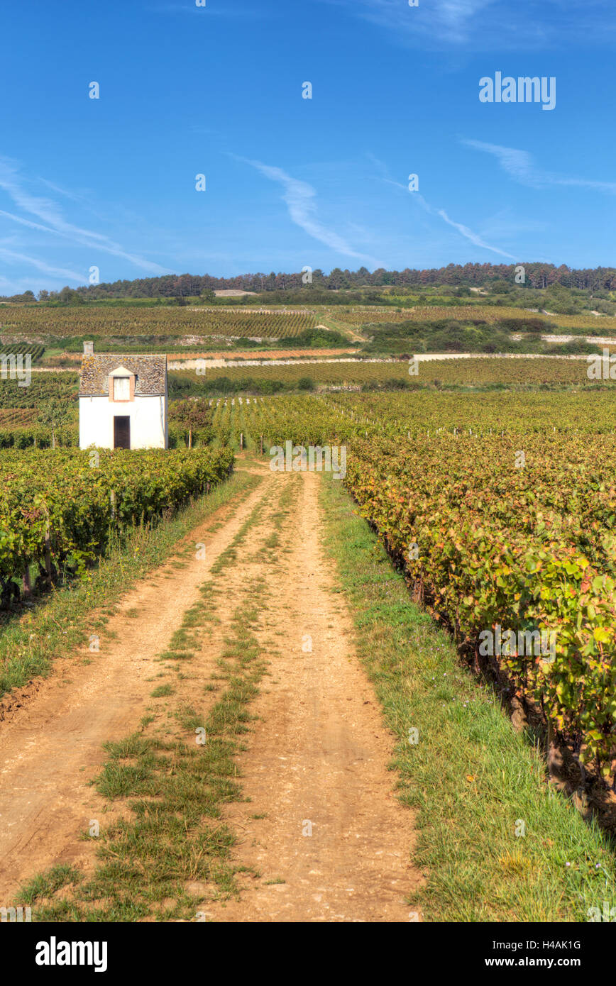 Wine route, route of the Grands Crus, Beaune, Burgundy, France, Europe ...