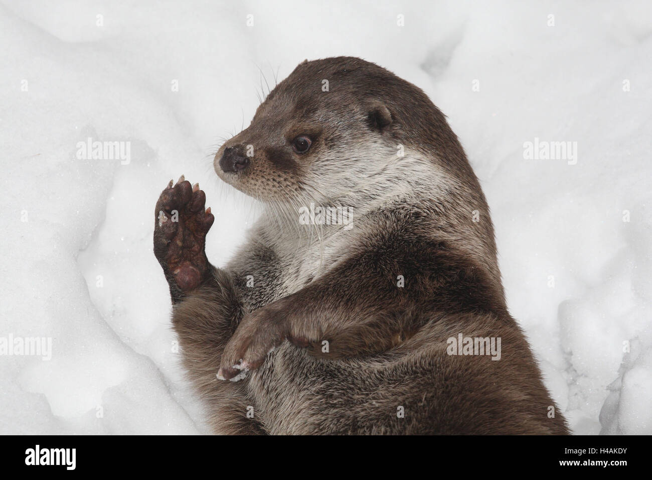 Otter detail hi-res stock photography and images - Alamy