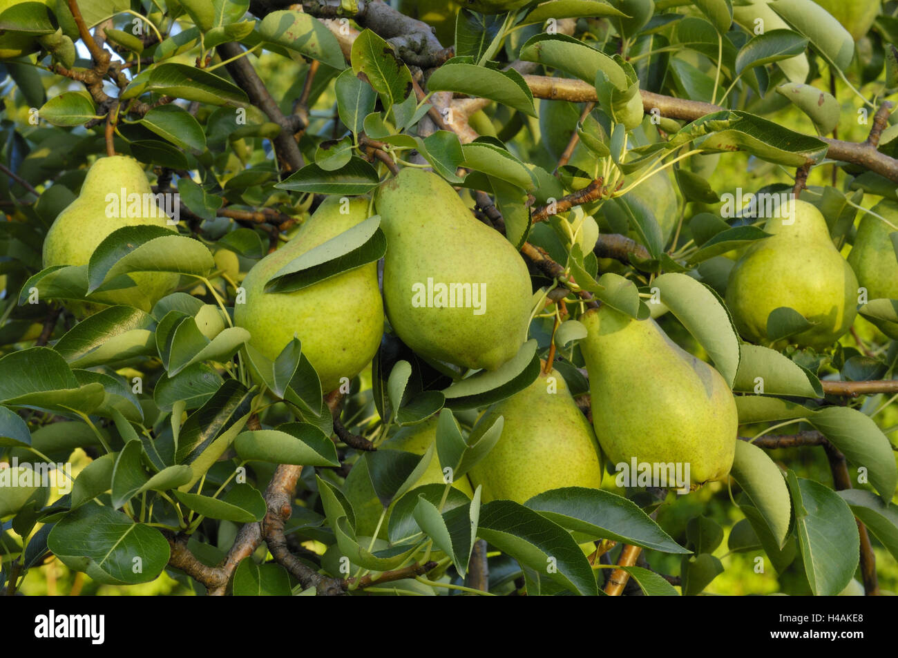 Pears 'William's Christian', fruit, fruits Stock Photo - Alamy