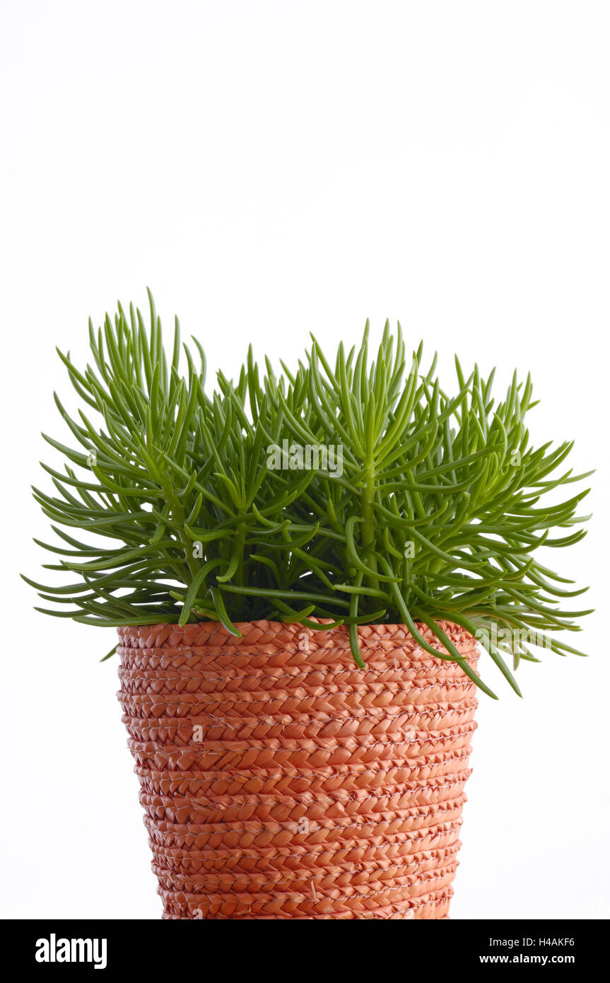 Ornamental grass succulents hi-res stock photography and images - Alamy