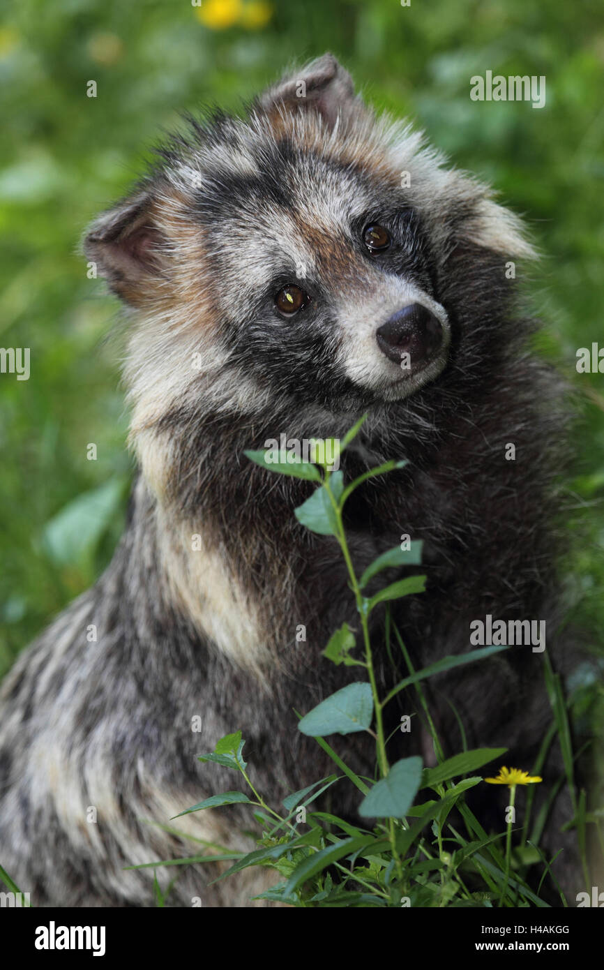 Invasive species dog hi-res stock photography and images - Alamy