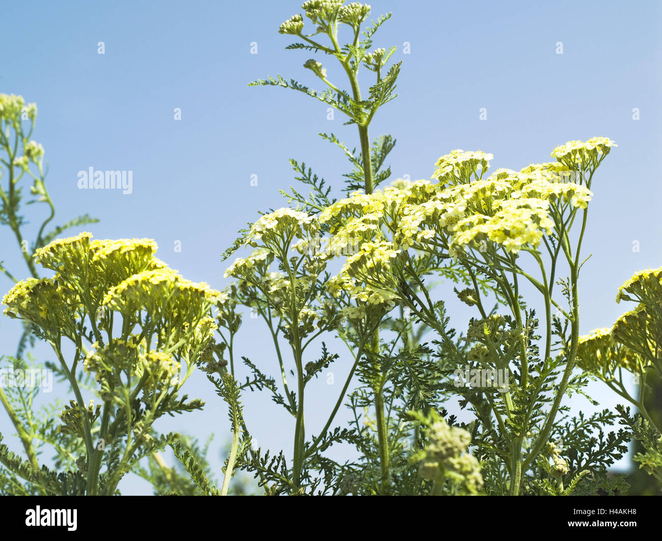 Yarrow blossom hi-res stock photography and images - Alamy