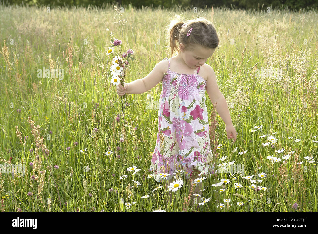 Girls, meadow, flowers pick Stock Photo - Alamy
