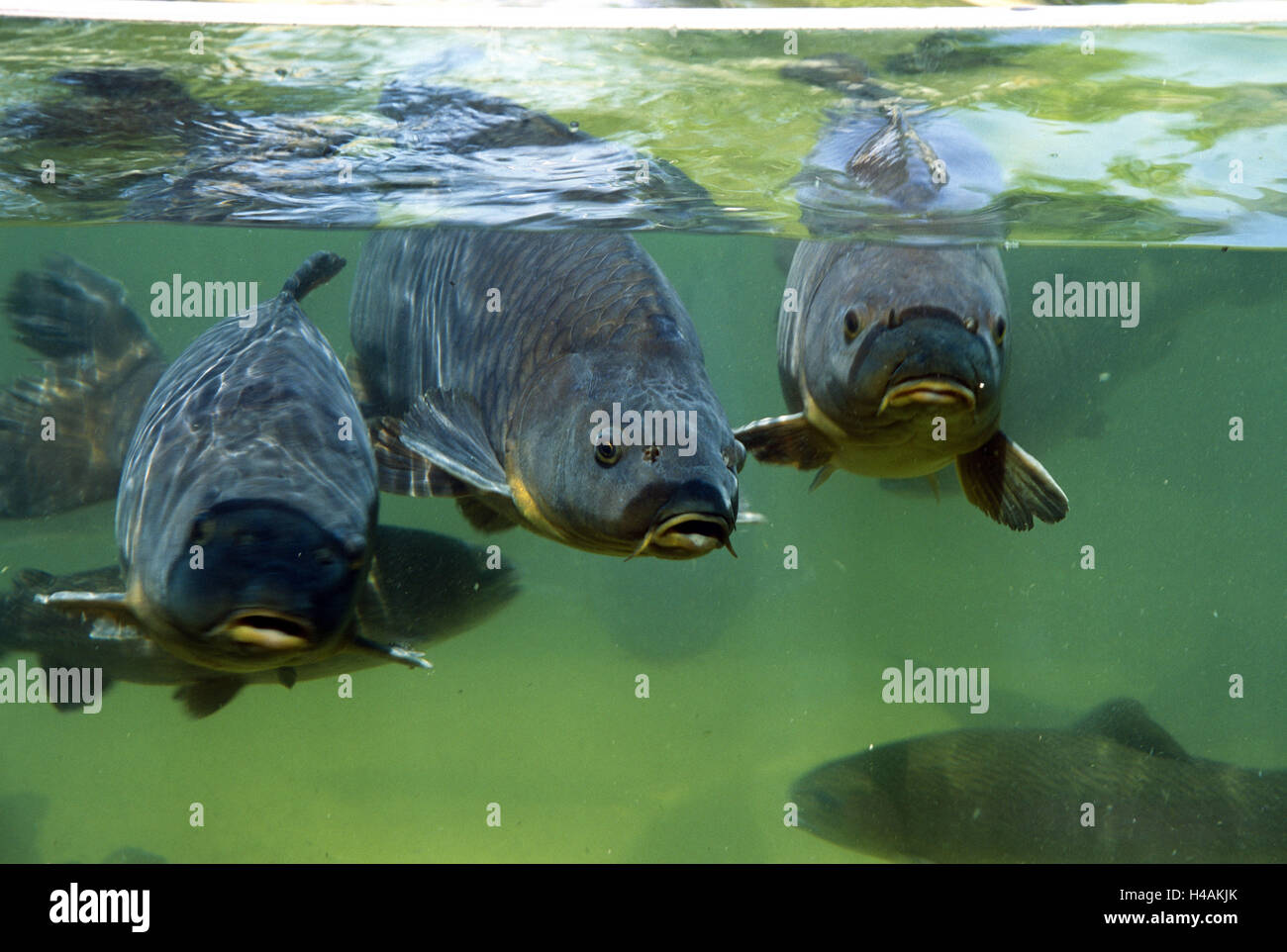 Greece, Crete, Zaros, fish, breeding cymbals Stock Photo - Alamy