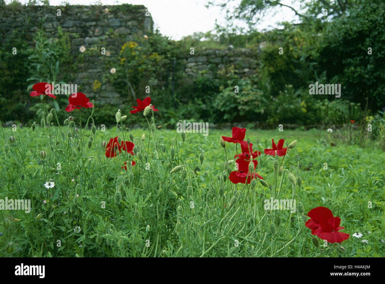 Great Britain, Cornwall, Godolphin park, clap poppy seed, old defensive ...