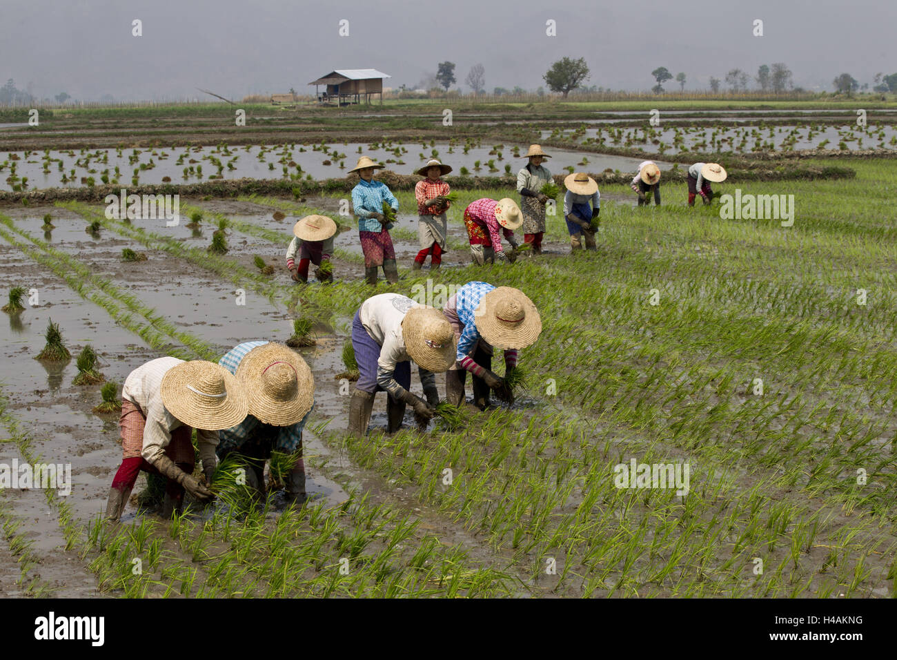 Myanmar, Shan state, region Inle lake, Samkar region, rice cultivation ...