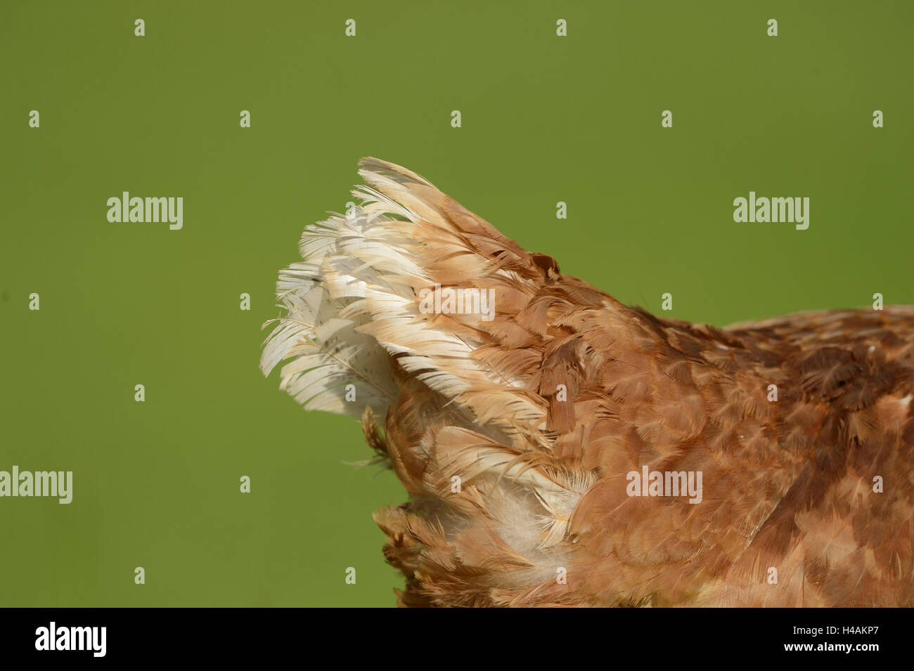 Domestic chicken, Gallus gallus domesticus, hen, tail feathers, side ...