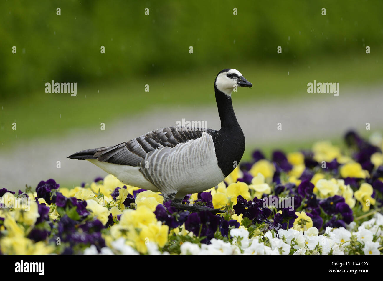 Barnacle goose, Branta leucopsis, flowerbed, side view, standing Stock ...