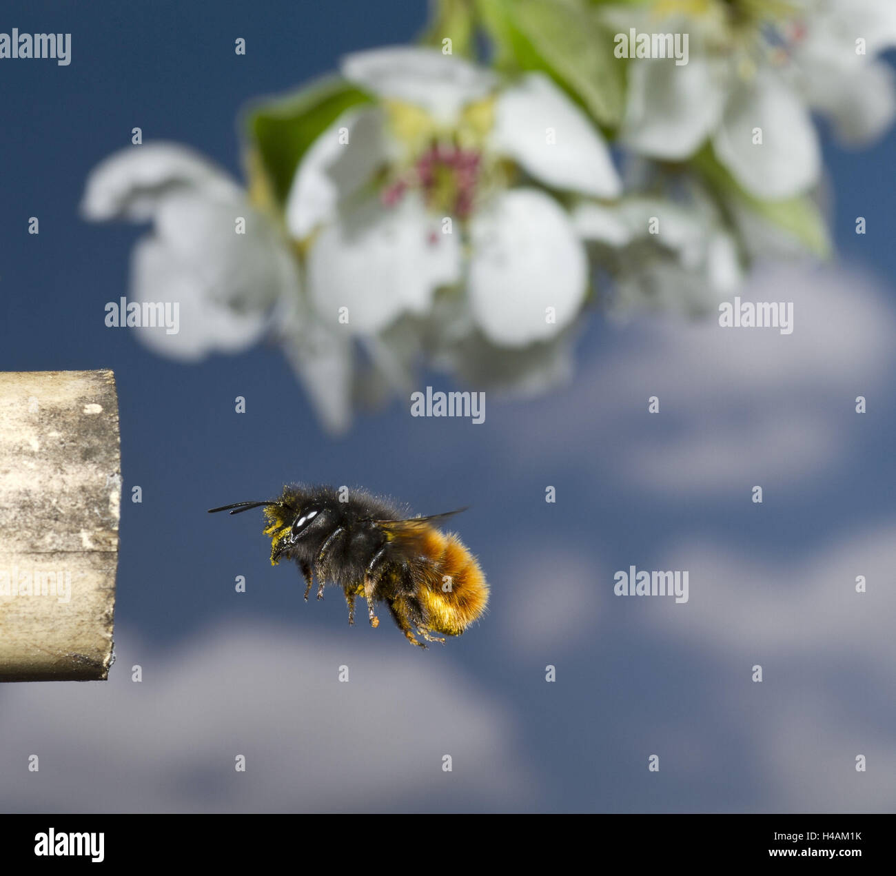 Builder bee, Osmia cornuta, in flight Stock Photo - Alamy