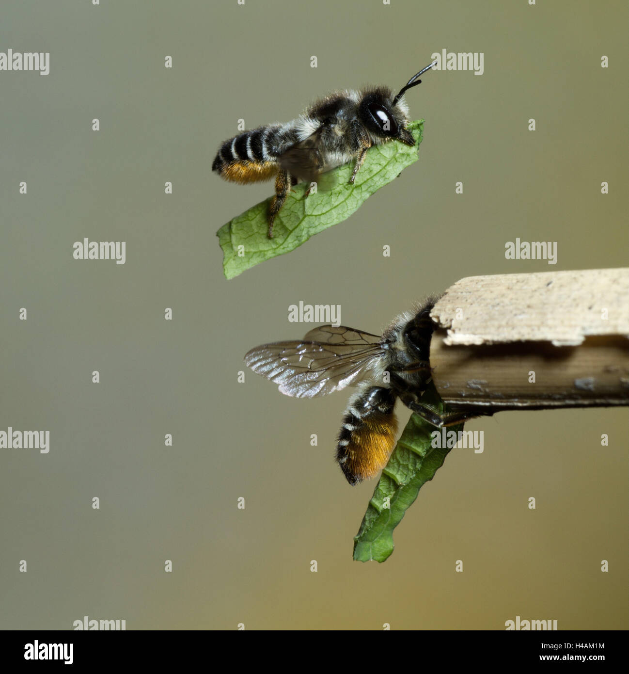 Megachiles hi-res stock photography and images - Alamy