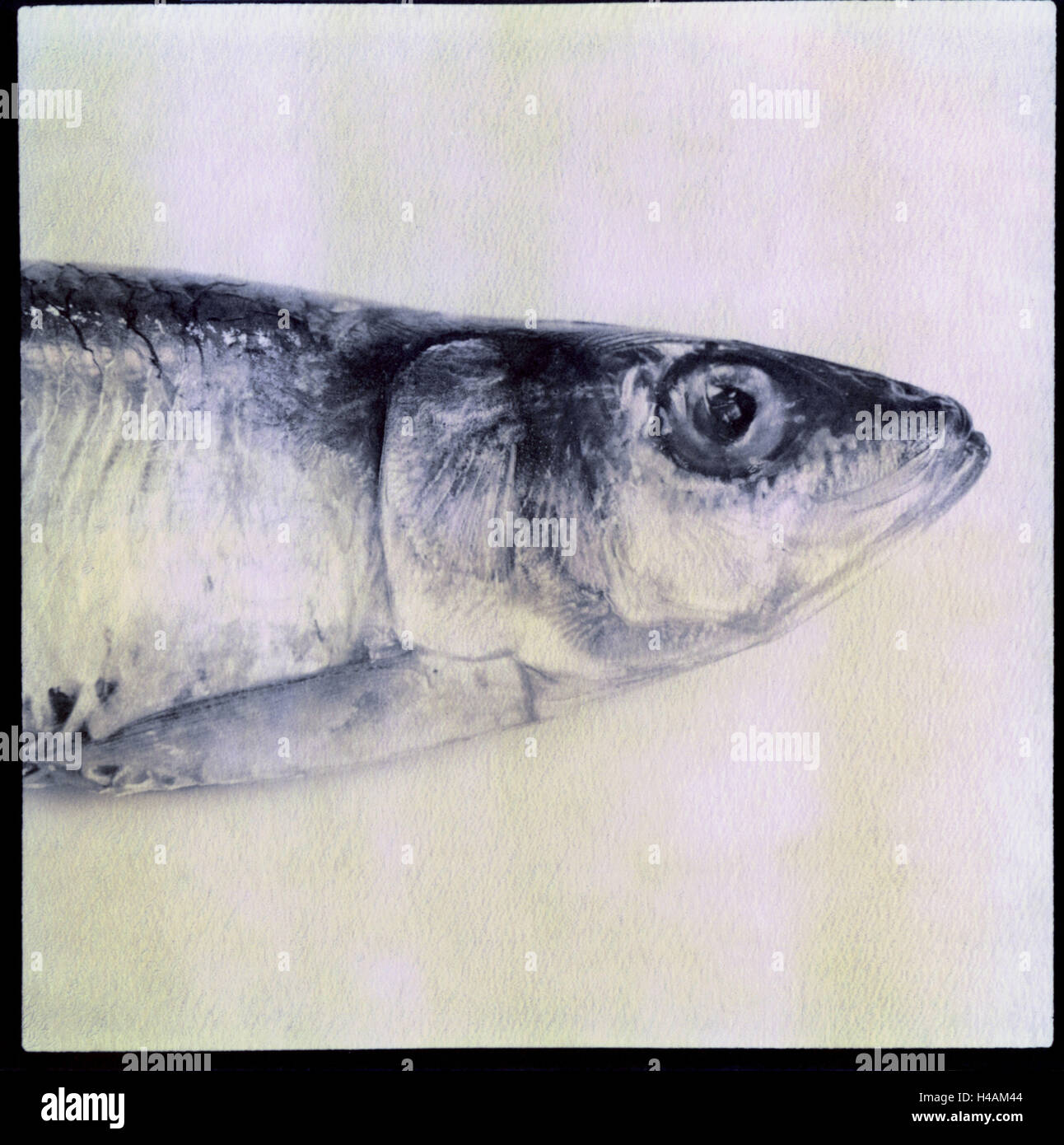 Sardine hi-res stock photography and images - Alamy