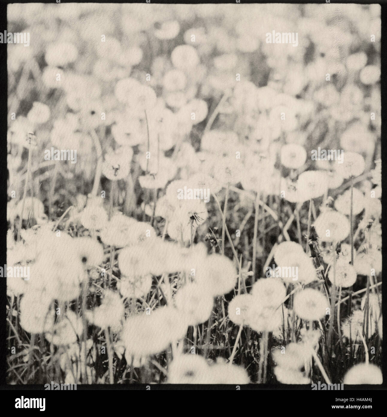 Meadow with puff's flowers, Polaroid, b/w Stock Photo - Alamy