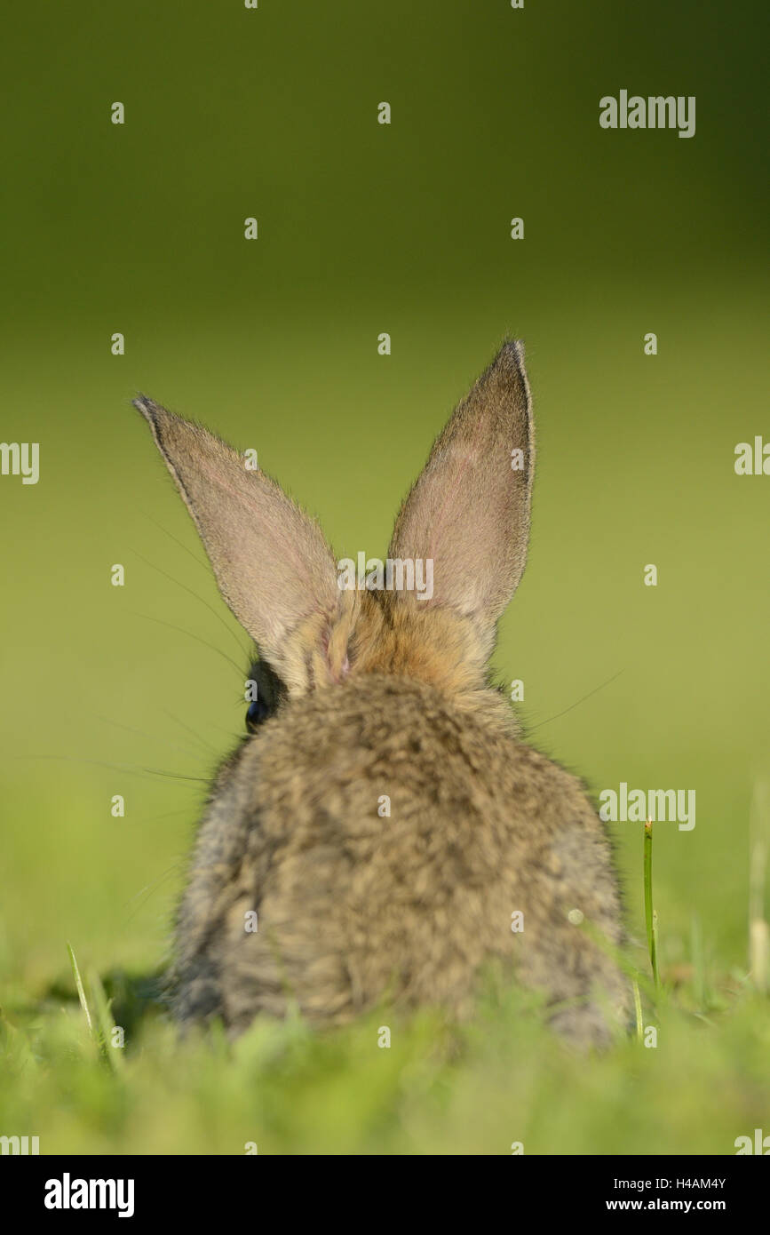 Domestic rabbit, young animal, meadow, sitting, back view Stock Photo ...