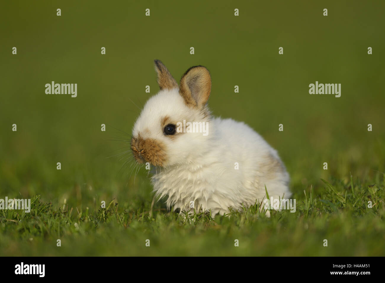 Domestic rabbit, young animal, meadow, side view, sitting Stock Photo ...