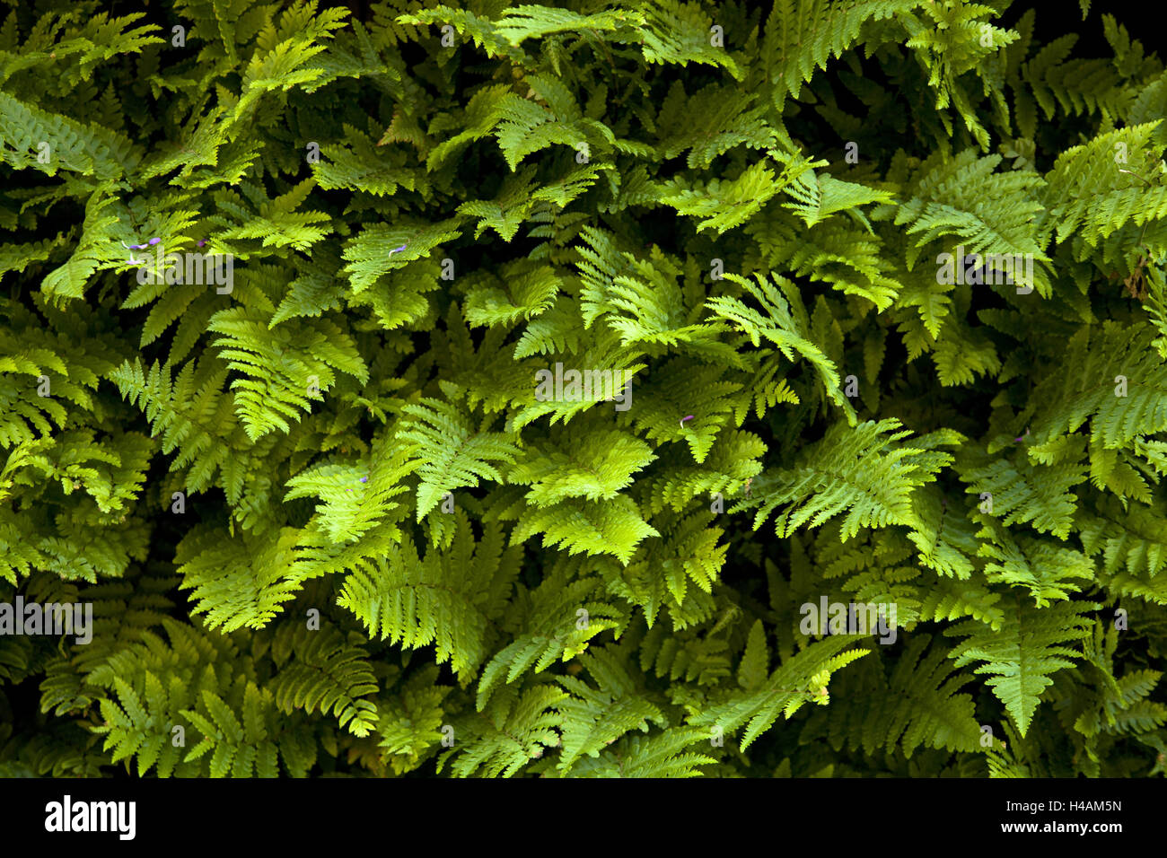 Monaco, plants in a garden Stock Photo - Alamy