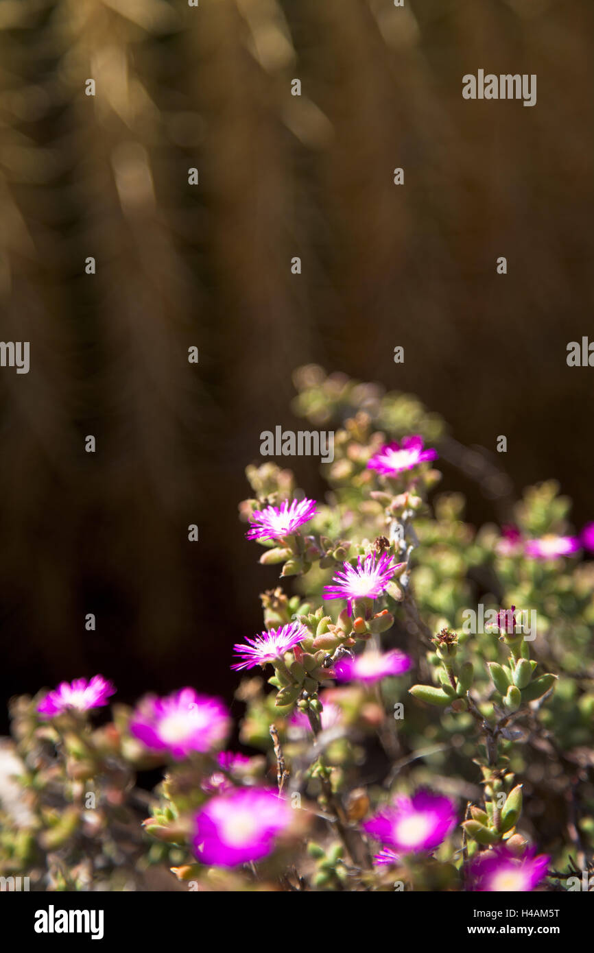 Monaco, plants in the exotic garden Stock Photo - Alamy