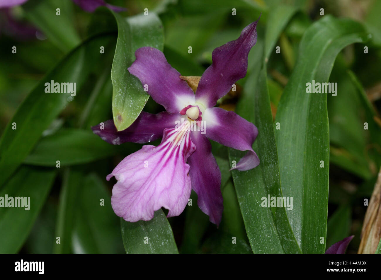 Orchid blossom, Miltonia spectabilis Stock Photo - Alamy