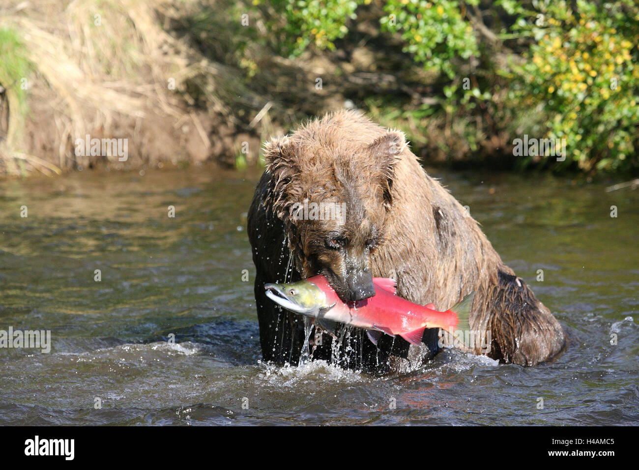 Grizzly, salmon, mouth Stock Photo - Alamy