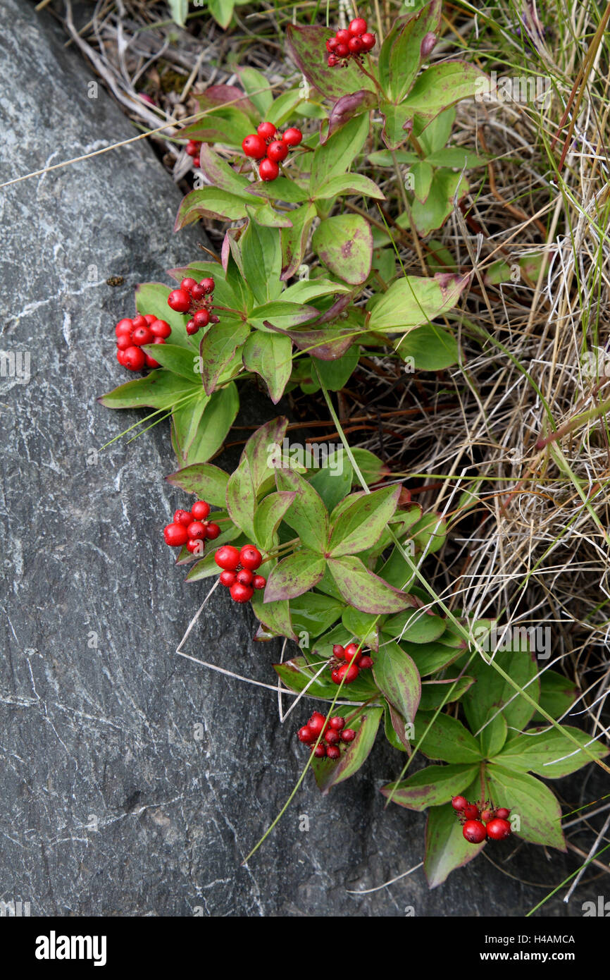 Alaska red berries hi-res stock photography and images - Alamy