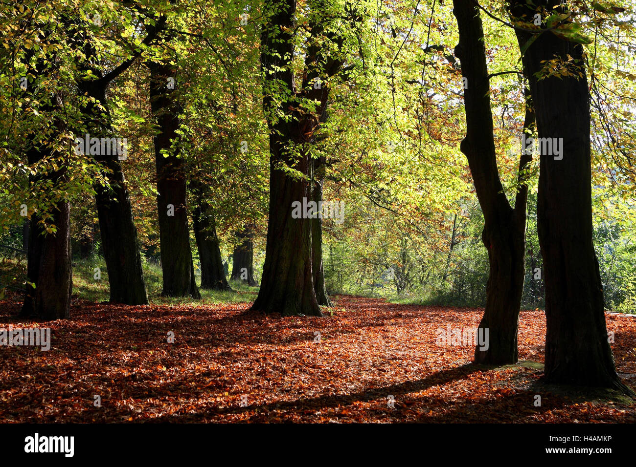 Wood, trees, autumn Stock Photo - Alamy