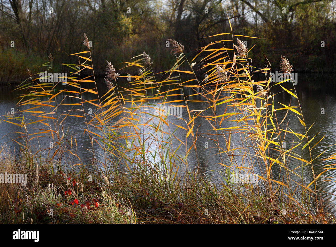 Lakeside, reed grass, autumn Stock Photo - Alamy
