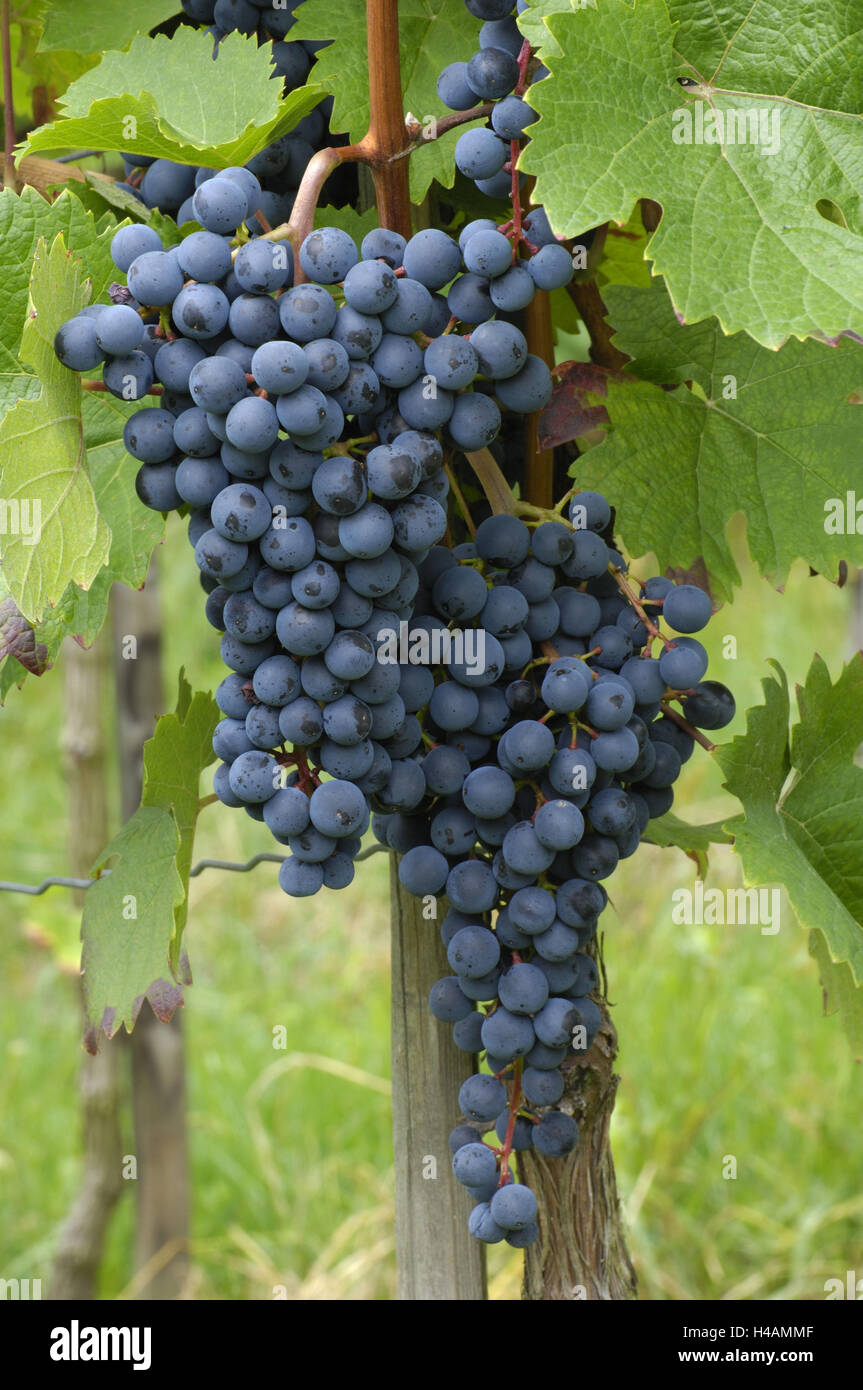 Vine, grapes, sort spike fields Stock Photo - Alamy
