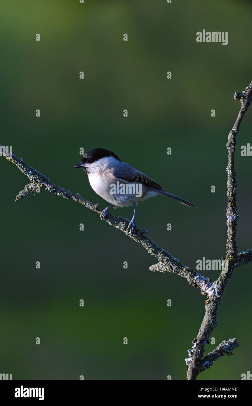 Marsh titmouse hi-res stock photography and images - Alamy