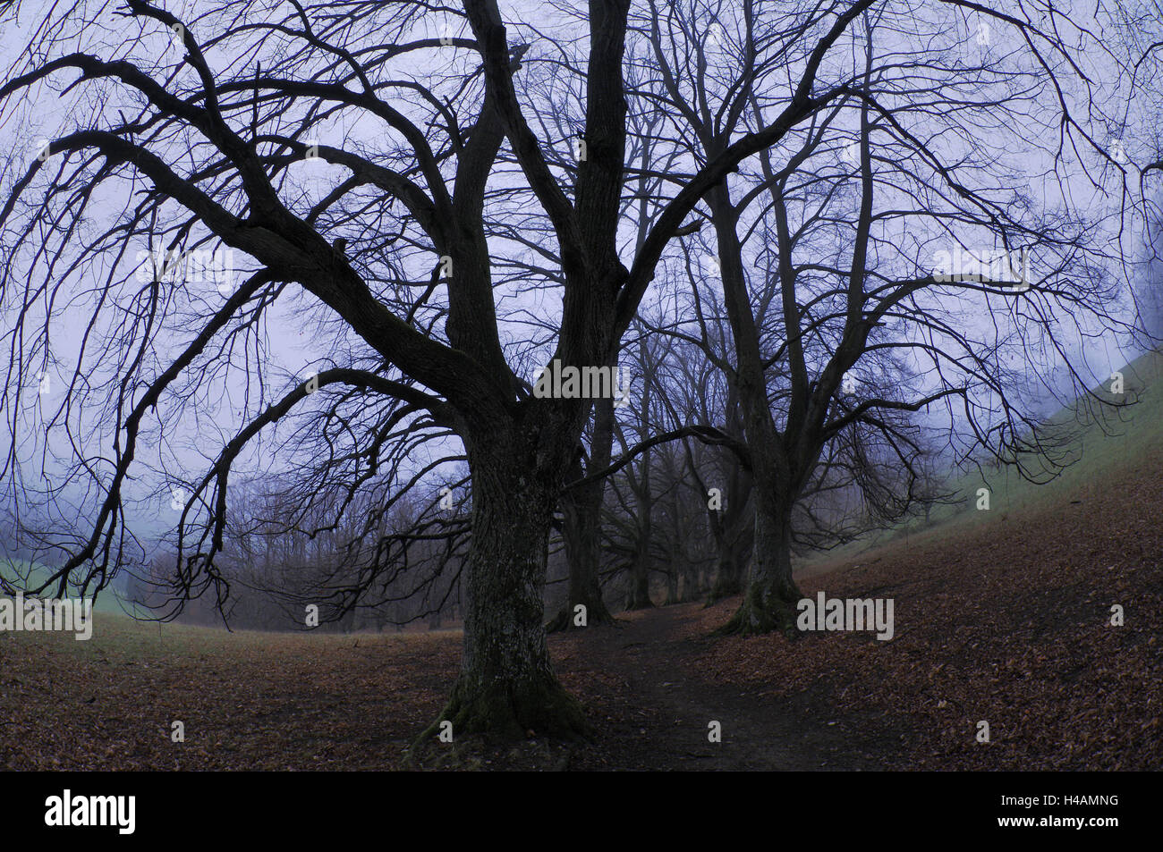 Trees black hi-res stock photography and images - Alamy