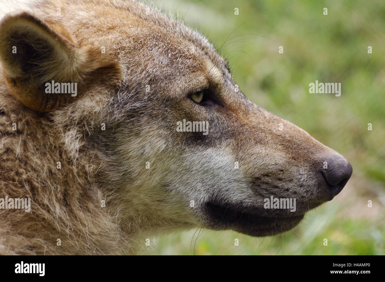 Wolf close up portrait hi-res stock photography and images - Alamy