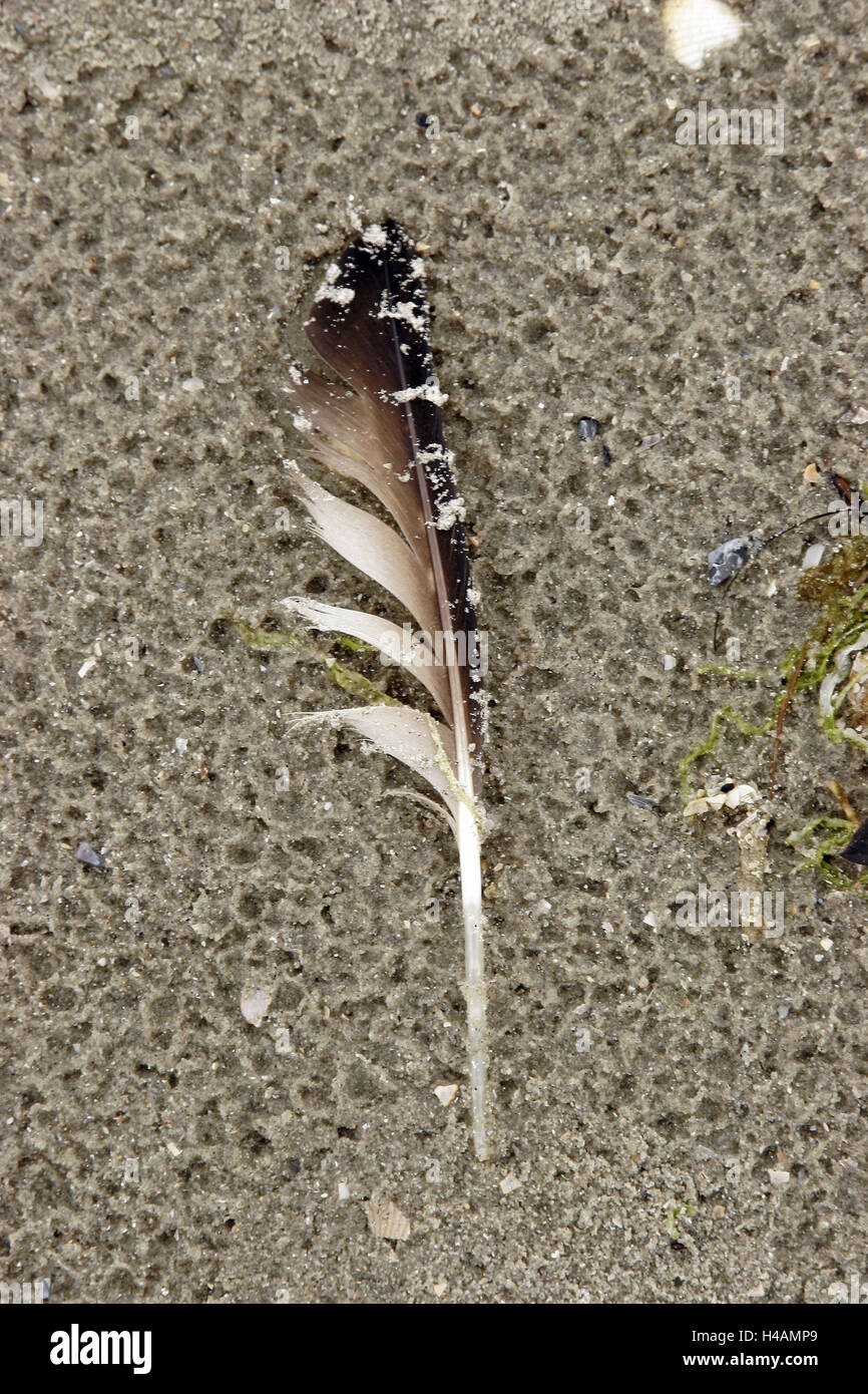 Washed Up Feather High Resolution Stock Photography and Images - Alamy
