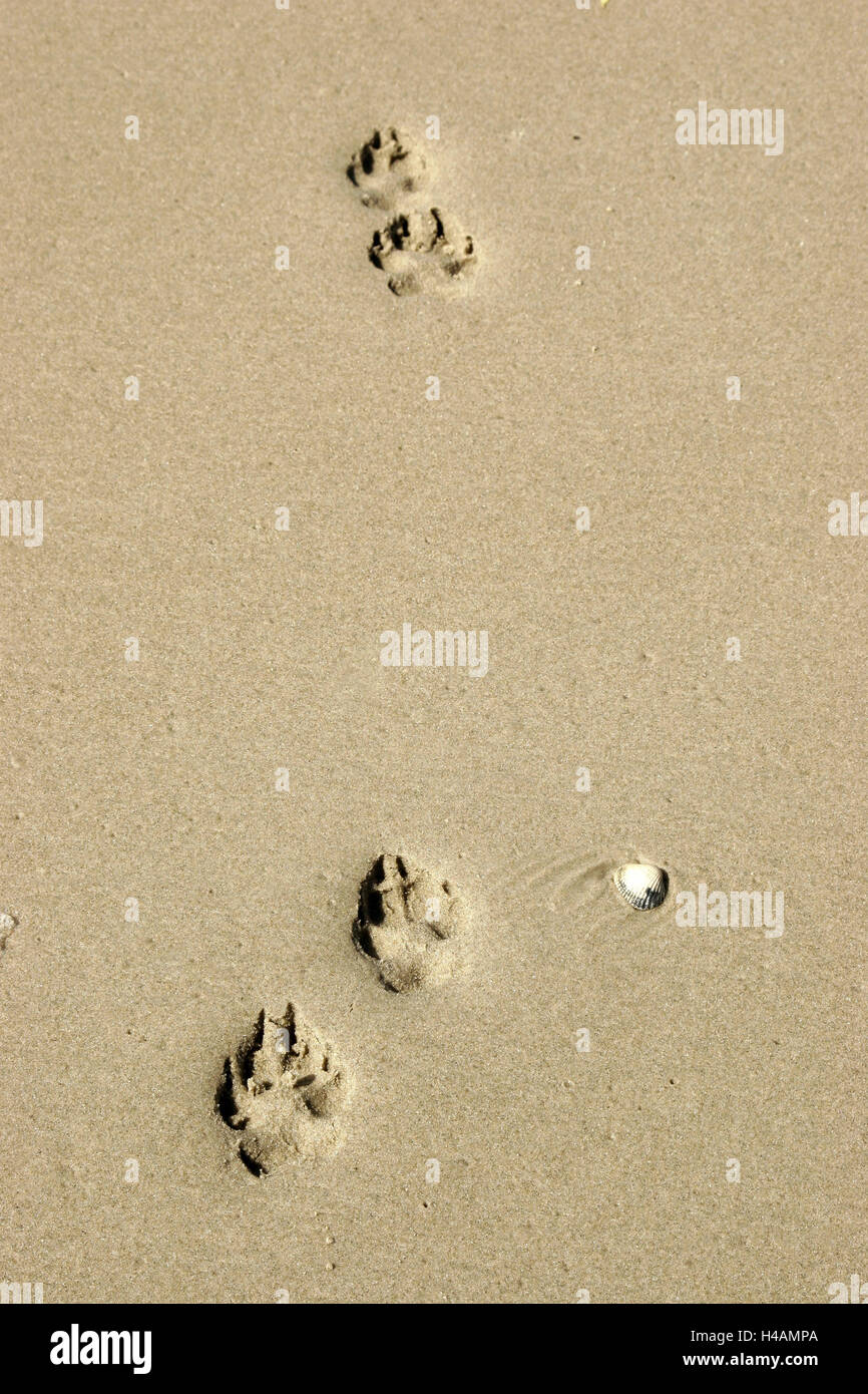 Sand, animal tracks Stock Photo - Alamy