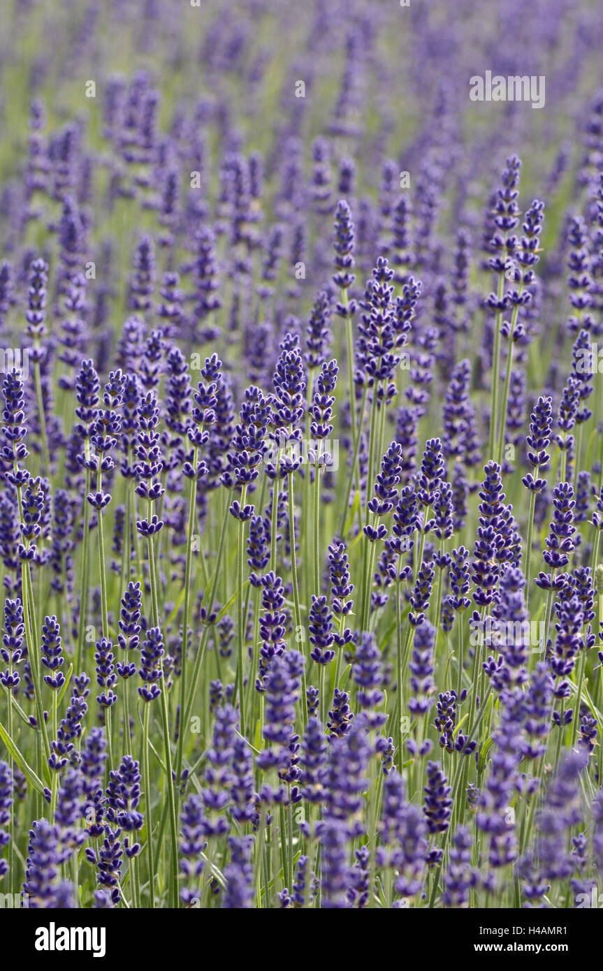 Real lavender lavandula angustifolia hi-res stock photography and ...