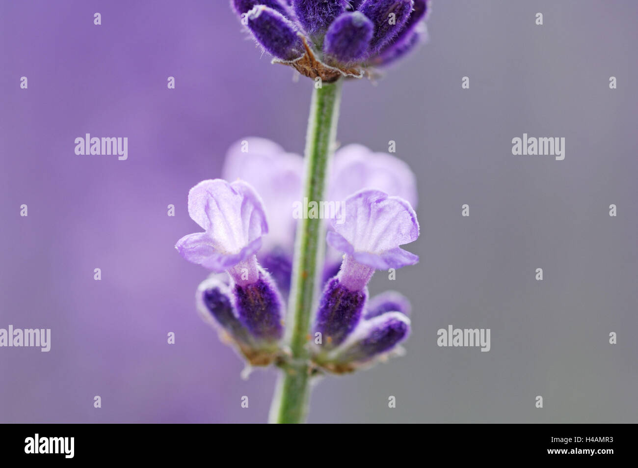 Real Lavender Lavandula Angustifolia High Resolution Stock Photography ...