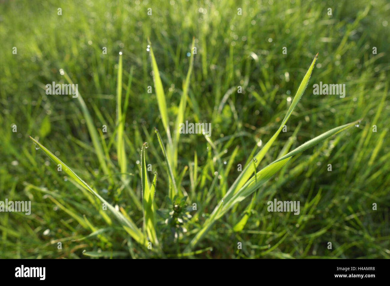 Blades grass, dewdrops, morning, sunlight, glitter, meadow Stock Photo ...