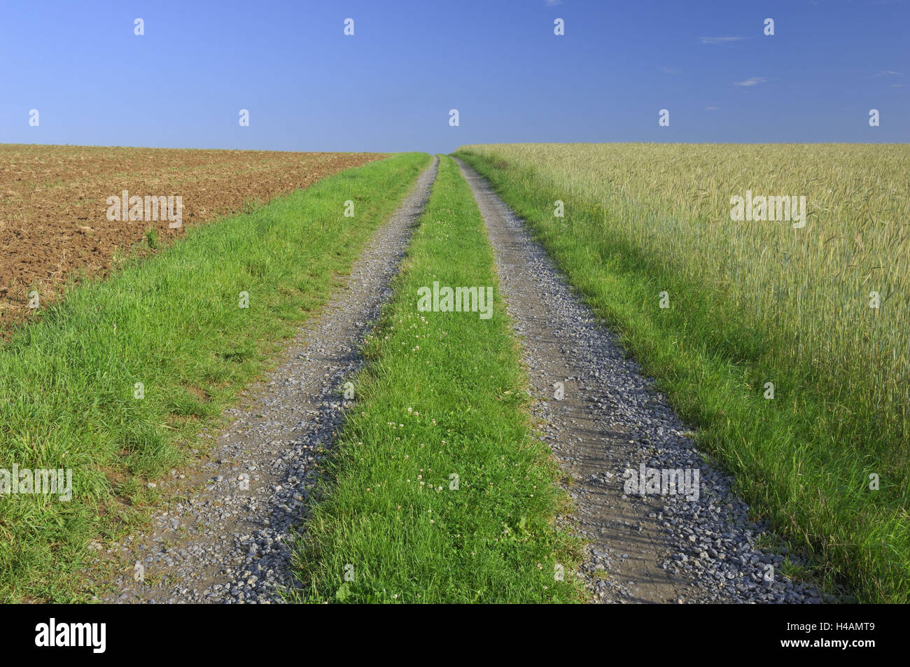 Country lane, grain-field, field, Germany, Bavaria Stock Photo - Alamy