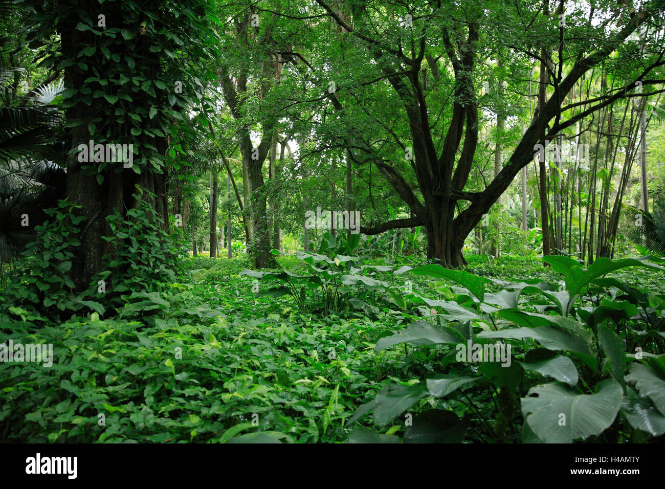 Brazil, Rio de Janeiro, botanical garden, primeval forest, South ...