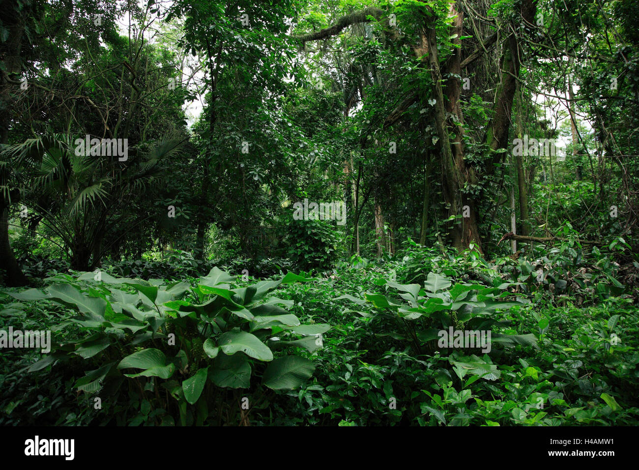 Brazil, Rio de Janeiro, botanical garden, primeval forest, South ...